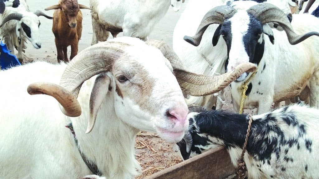 How to Start a Successful Sheep Farming Business - farmersmanual